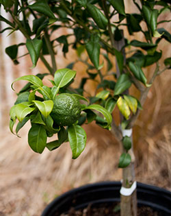 Yuzu Daifuku Recipe - The Delectable Hodgepodge